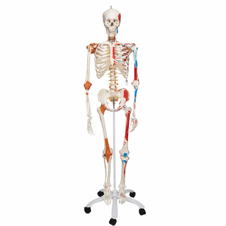 Anatomical Human Skeleton Model with Muscle Markings – Life Size (5.5 ...